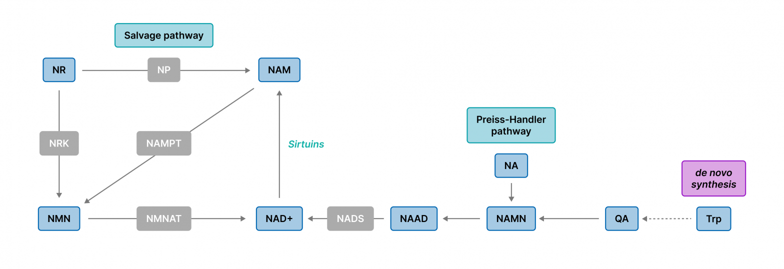 NAD+ Precursors